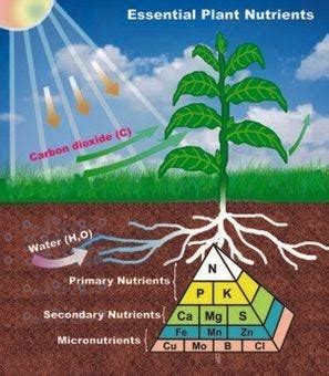 Plant Elements Nutrients Original Post By Paul Alfrey Can Be… By