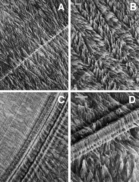Seasonal Changes In Shell Microstructure Of Some Common Bivalve Molluscs In The Mid Atlantic Region