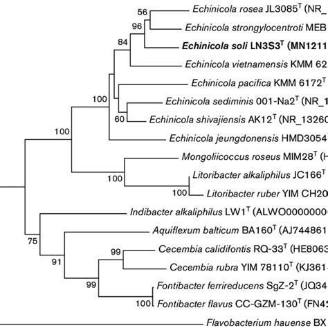 Phylogenetic Tree Reconstructed By The Neighbour Joining Method Based