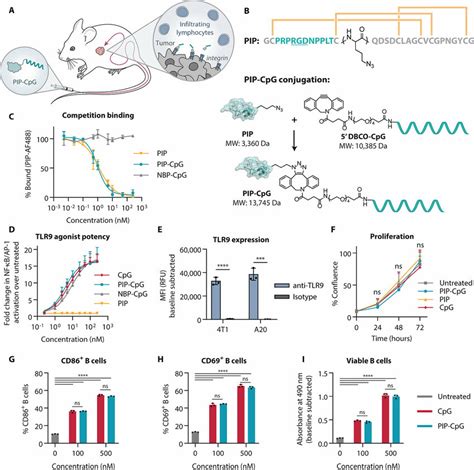 Pip Cpg Conjugate Retains Integrin Binding Capability And Tlr9 Agonist