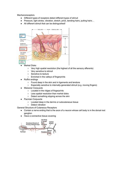 Intro To Neuroscience 2 Notes Part 1 Neu302 Introduction To Neuroscience Ii Msu Thinkswap
