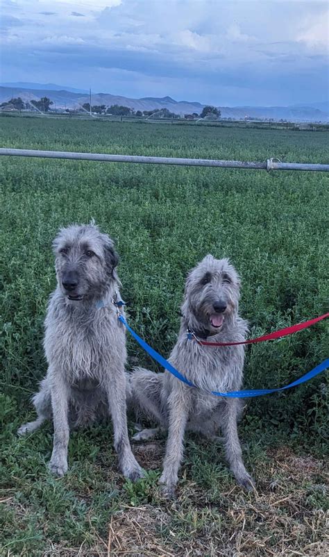 Irish Wolfhound Puppies For Sale