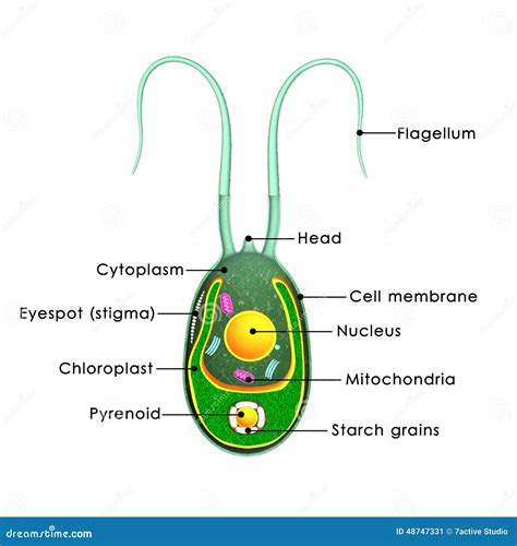 Chlamydomonas Illustration Stock Illustration Du Microscope 48747331