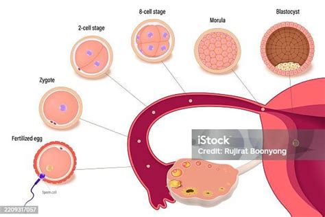 초기 인간 배아 발달 다이어그램 인간 배아 발생 배란 수정 접합자 2세포 8세포 모낭포 및 배반포 0명에 대한 스톡 벡터 아트 및 기타 이미지 Istock