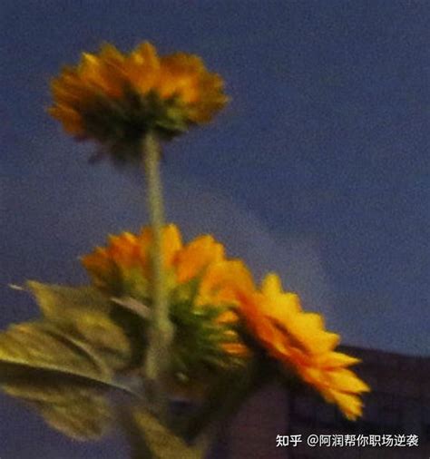 Python之禅The Zen of Python by Tim Peters 知乎