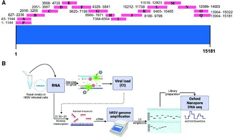 Schematic Protocol For Amplification And Sequencing Of The Hrsv Genome Download Scientific
