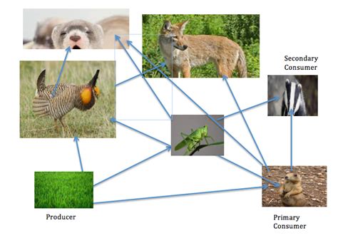 Food Chain And Food Web Temperate Grassland Card Sort