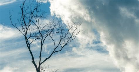 갱신 경치 경치가 좋은 계절의 변화 고립된 고요한 고요함 구름 그림 같은 깨끗한 공기 나무 나무 실루엣 날씨 드라마틱한 땅 때묻지 않은 맑은 날