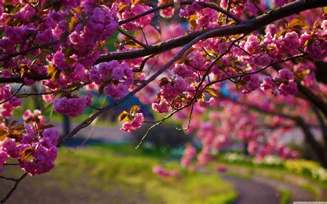 Beautiful Spring Images Pixelstalk