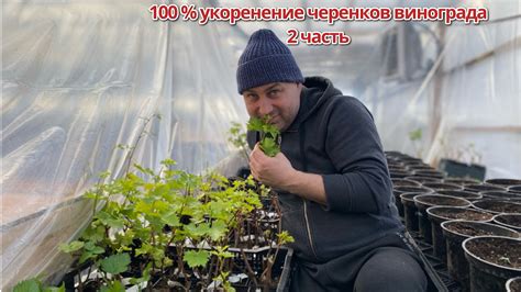 100 способ укоренения черенков Винограда🍇 Выращивание 🍇в Татарстане Как укоренить черенок 2