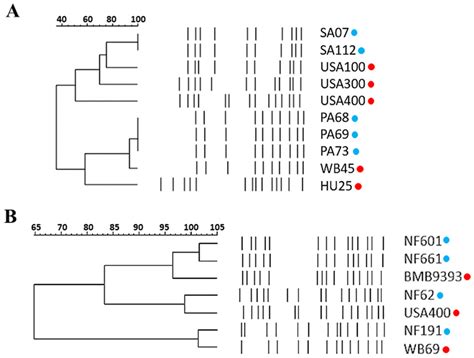 Pulsed Field Gel Electrophoresis Pfge Of The Smai Fragmented Genomic