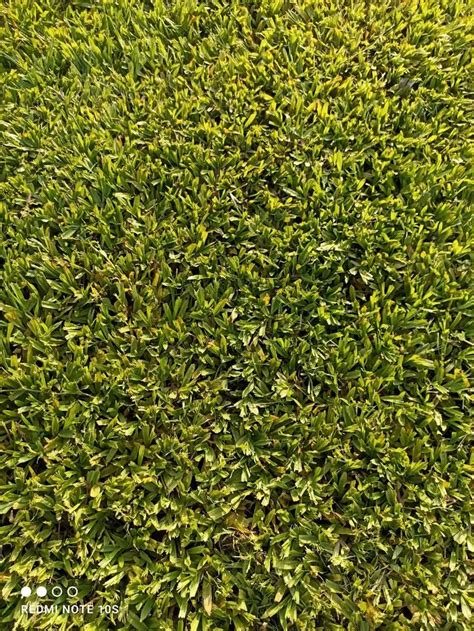 Green Said Grass At Rs 15piece In Secunderabad Id 27218145297