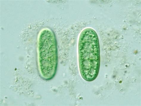 Prokaryote Chroococcales Cyanothece Aeruginosus Synechococcus