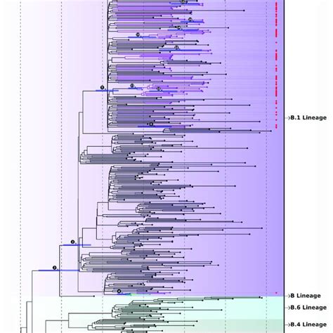 Time Resolved Tree Reconstructed With A Bayesian Framework Numbers