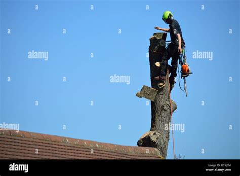 Tree Surgeon At Work Stock Photo Alamy