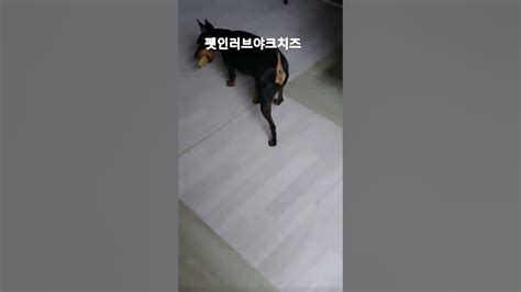 야크치즈 들고 소파로 달려가는 아이 Youtube