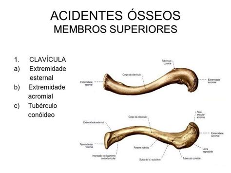 Acidentes Ósseos Membros Superiores Anatomia I