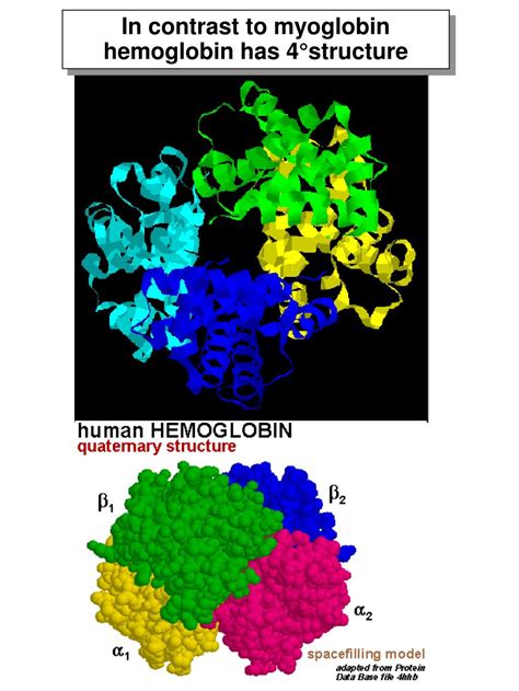 Ppt Hemoglobin Structure Powerpoint Presentation Free Download Id 6897070