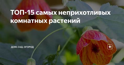 ТОП 15 самых неприхотливых комнатных растений ДОМ САД ОГОРОД Дзен