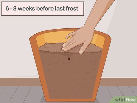 How To Grow Snapdragons Steps With Pictures WikiHow Life