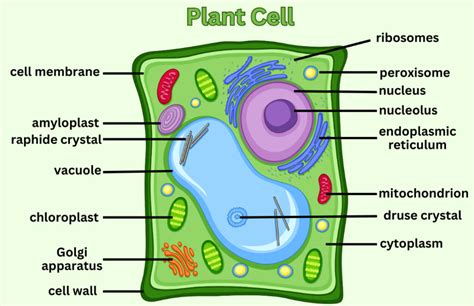 Plant Cell Definition Structure Types Functions And Exapmles