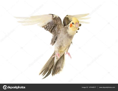 Cockatiel Flying
