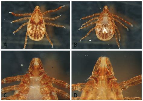 Dermacentor Variabilis Anatomy
