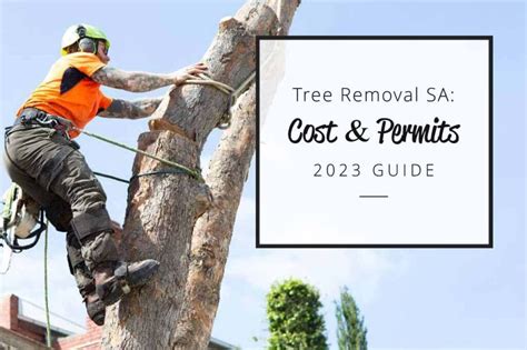 Tree Removal SA And Adelaide Cost Permits Guide