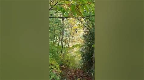 나도자연인이다 가을자연인 튤립나무 함평나산 함평나비 Youtube