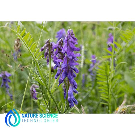 High Quality Scutellaria Extract Eu Warehouse And Fast Delivery