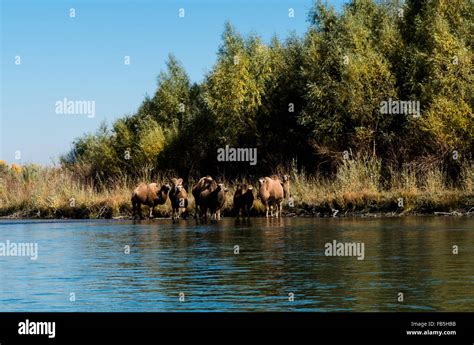 Eerqisi River Altai Region Xinjiang Autonomous Region China Stock Photo