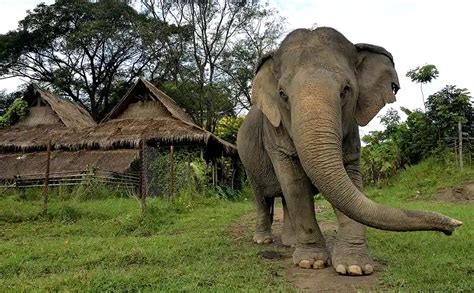 Ethical Elephant Sanctuaries And Camps In Asia 2026 Guide Indochina Travel