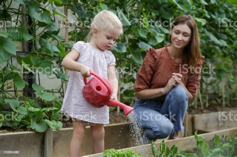 유기농 채소 밭에서 물로 식물에 물을 주는 귀여운 어린 유아 소녀 엄마와 그녀의 딸은 정원에서 시간을 보내고 2 3 살에 대한 스톡 사진 및 기타 이미지 Istock
