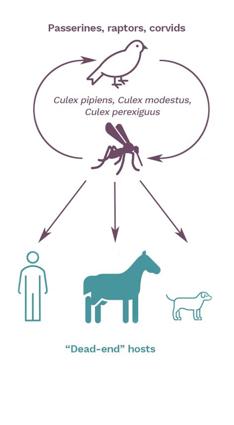 West Nile Virus From Risk And Control To Diagnosis And Treatment