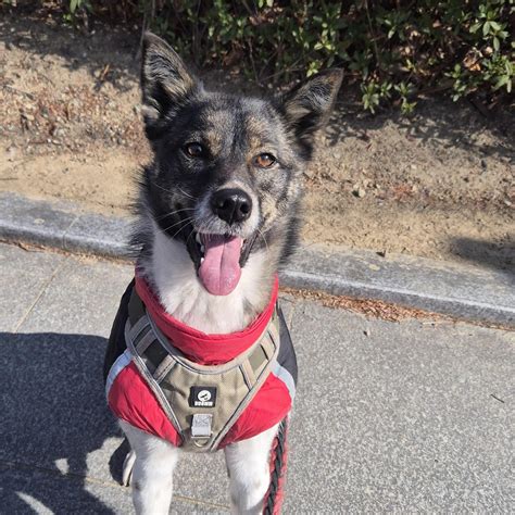 동경이 강순이 강아지 책임분양 ♥ 아이조아 유기방지입양 파양 강아지보호소 고양이보호소 무료분양센터