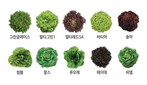 팜한농 프리미엄 유럽종 상추 선보인다