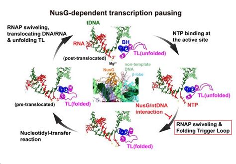 Dna Stuck In The Gears Of The Rna Production Machine Eberly College Of Science