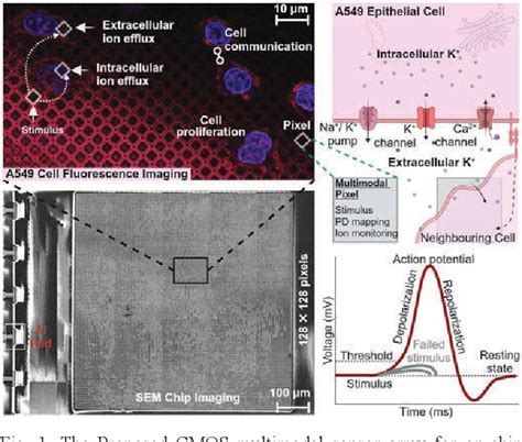 Figure 1 From A Subcellular Resolution Multimodal Cmos Biosensor Array