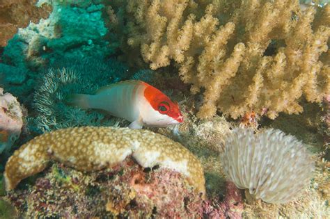 Red Barred Rock Cod Facts And Photographs Seaunseen