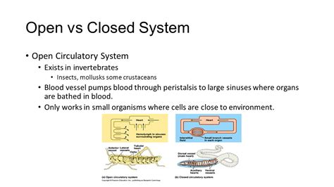 Open Vs Closed Circulatory Systemdifference Between Open