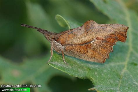 Libythea Celtis Alchetron The Free Social Encyclopedia