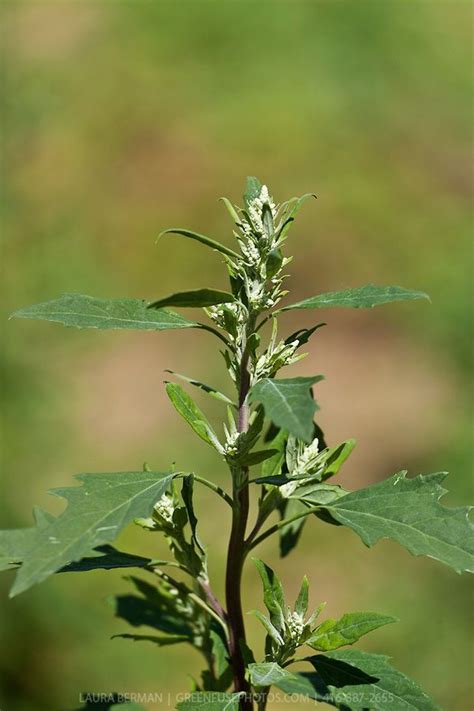 Amaranth Identification Artofit