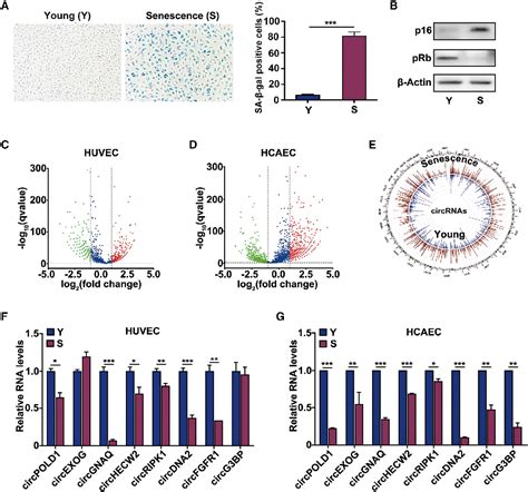 Figure 1 From Circgnaq A Circular Rna Enriched In Vascular Endothelium