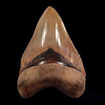 How Megalodon Teeth Fossils Are Formed And Preserved Over Millions Of