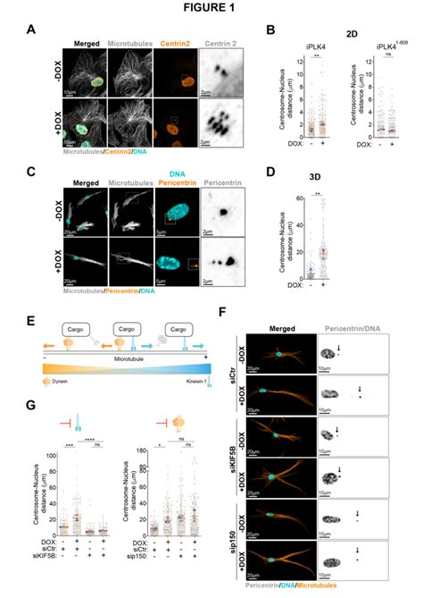 Increased Centrosome Displacement Downstream Centrosome Amplification