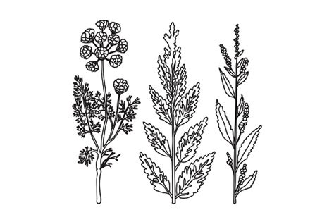 흑인과 백인 식물 식물과 꽃 라인 아트 꽃 꽃 꽃다발 개요 벡터 그림 배경 벽지 결혼식 초대장 인사말 카드 포스터 플라이어 이벤트 축하에 대 한 트렌디 한 그래픽 디자인 0