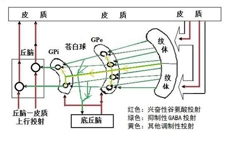 人脑工作机制（21）：基底神经环路（一）——“主要构成及工作机制总述”。 知乎
