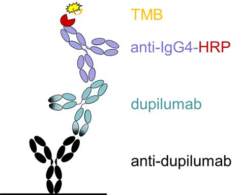 Discover Our Latest Test Dupilumab Level Measurement