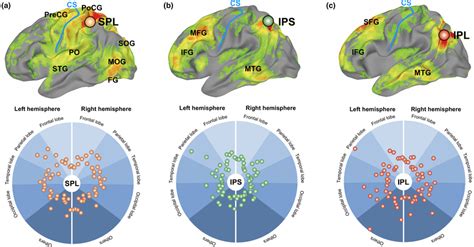 Resting‐state Fmri Functional Connectivity Of Three Left Lppc