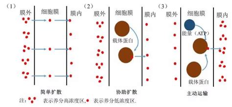 根是如何吸收养分的 江苏思威博生物科技有限公司